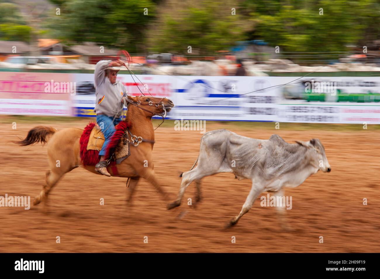 Brazilian cowboy on a rodeo competition at Bonito town, Mato Grosso do ...