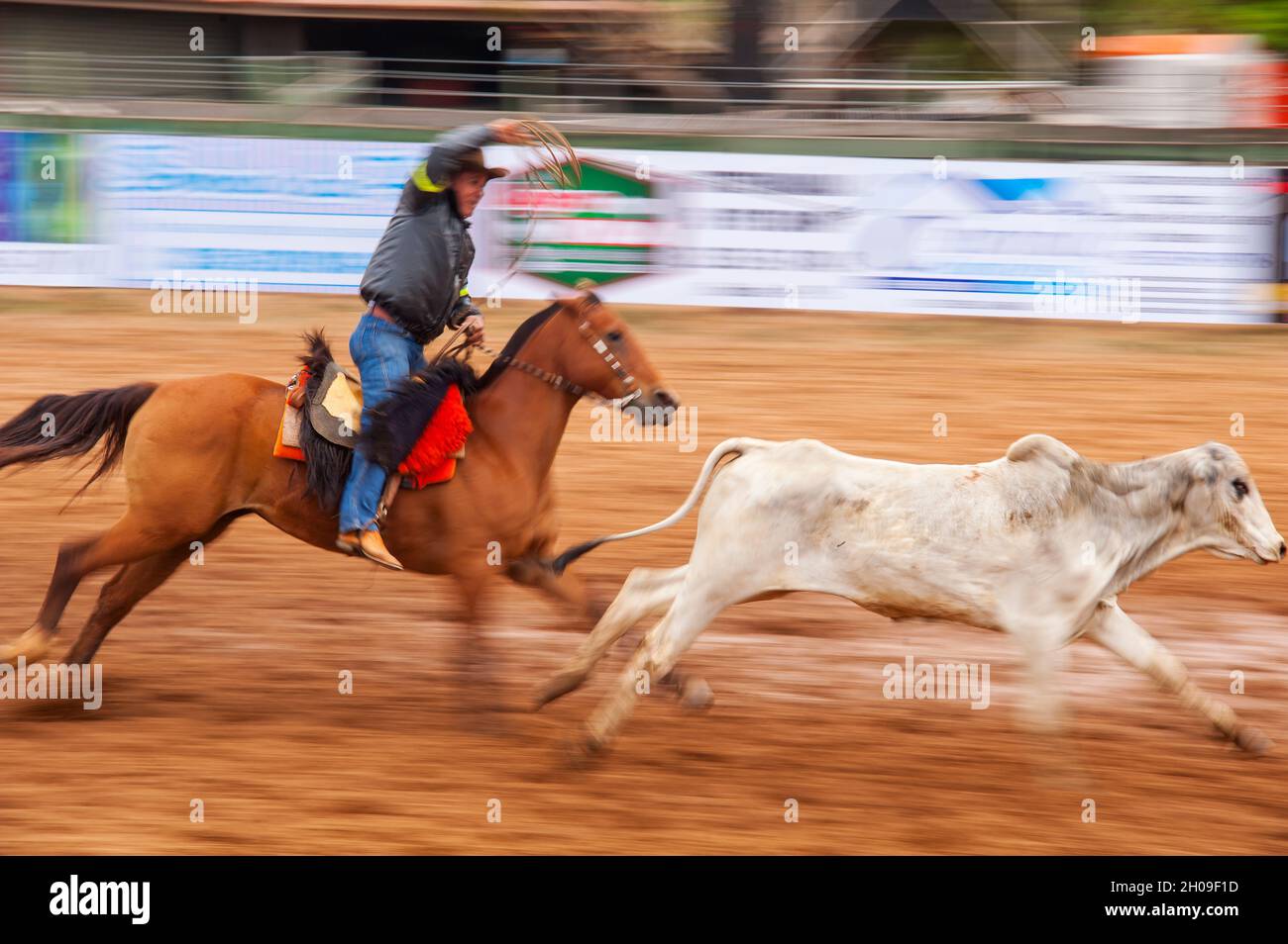 Brazilian cowboy hi-res stock photography and images - Alamy