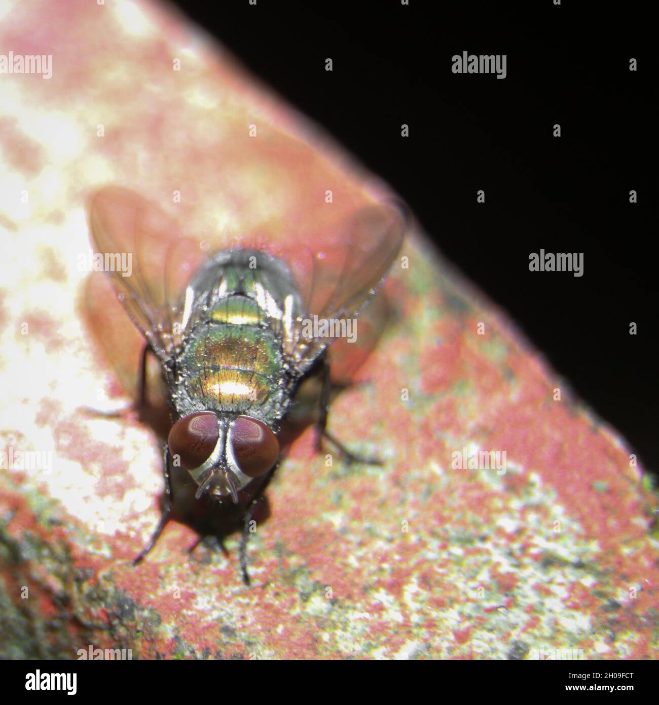 macro shot of a green and yellow colored Australian sheep blow fly with ...