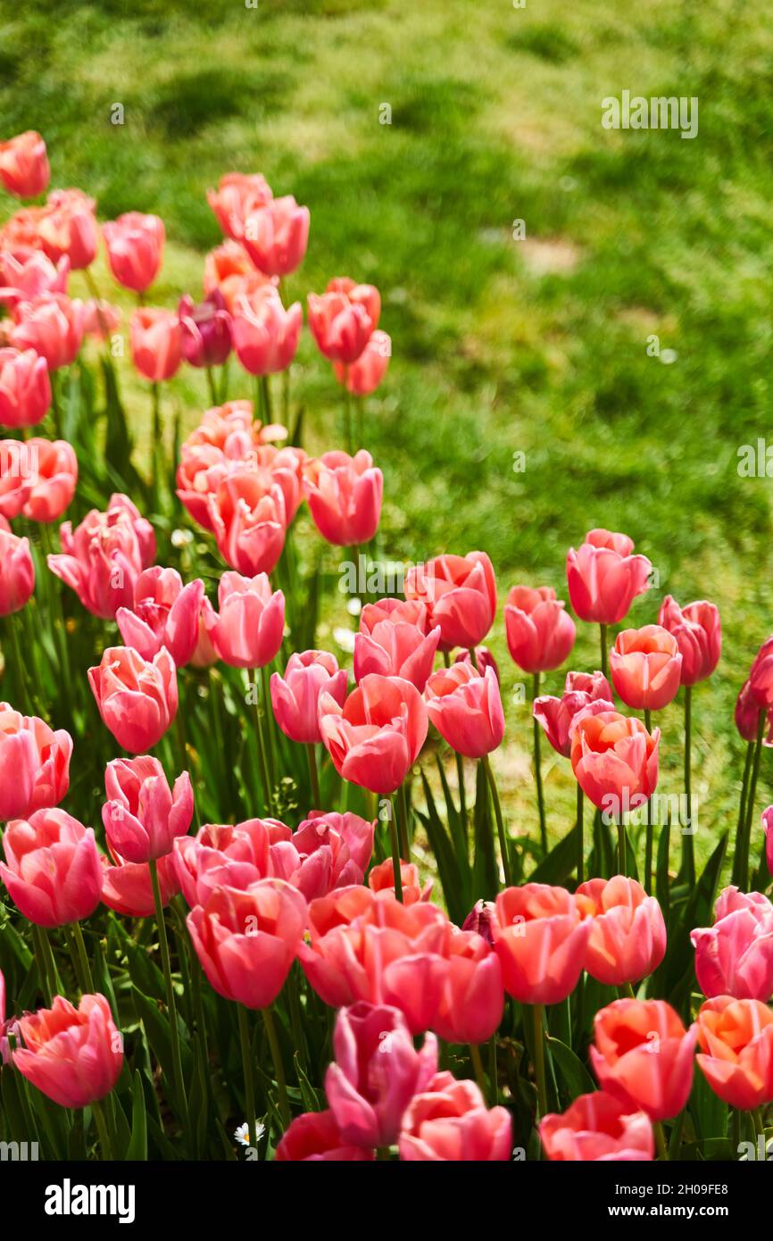 Red beautiful tulips field in spring time with sun rays Stock Photo - Alamy