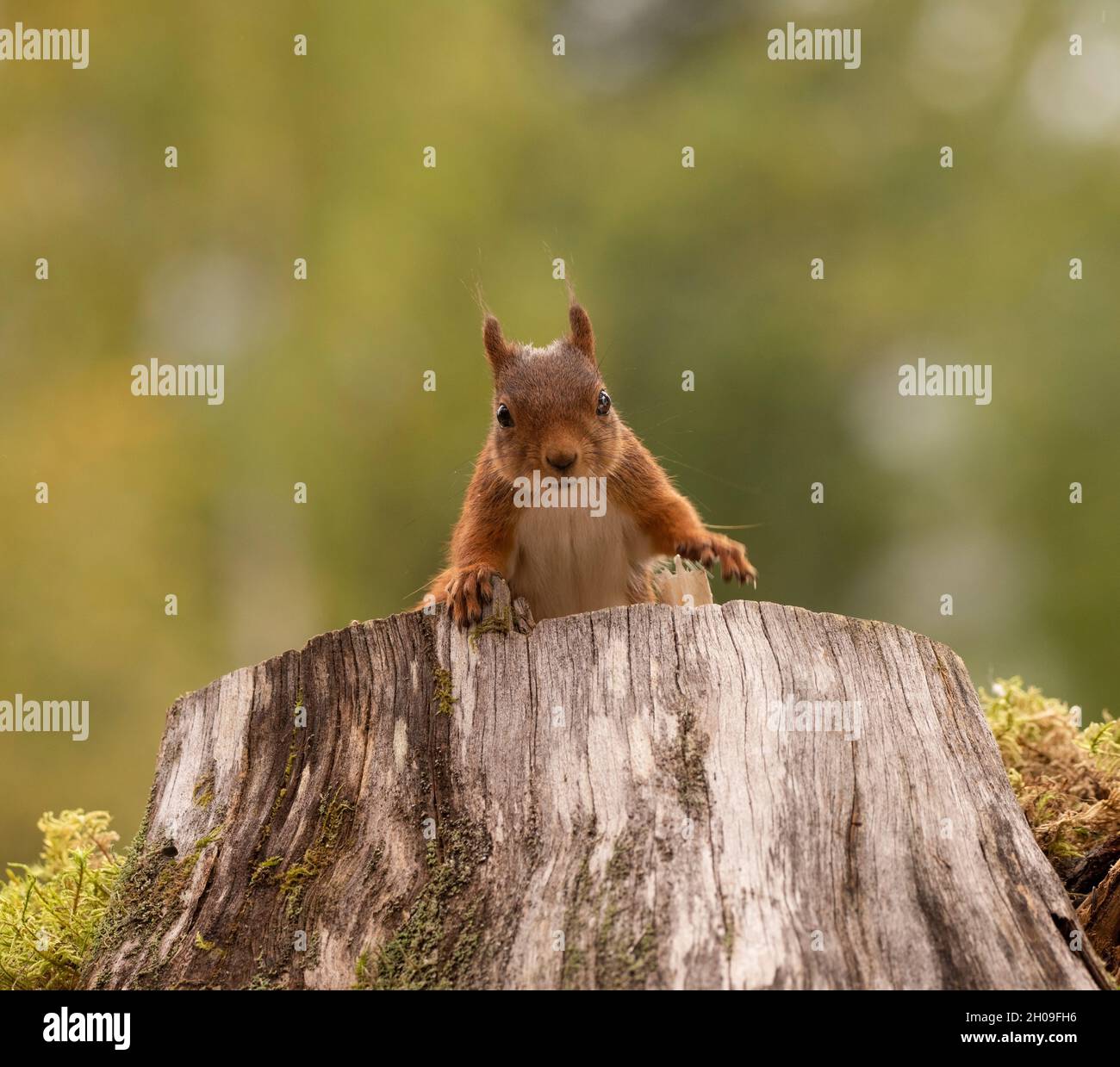 Squirrel tail behind a tree hi-res stock photography and images - Alamy