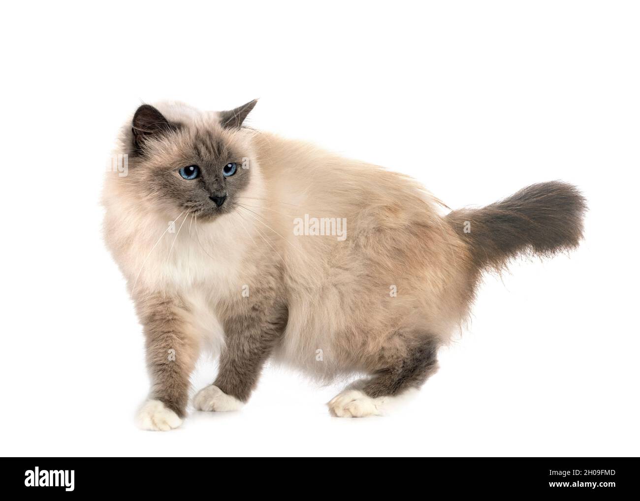 birman cat in front of white background Stock Photo - Alamy