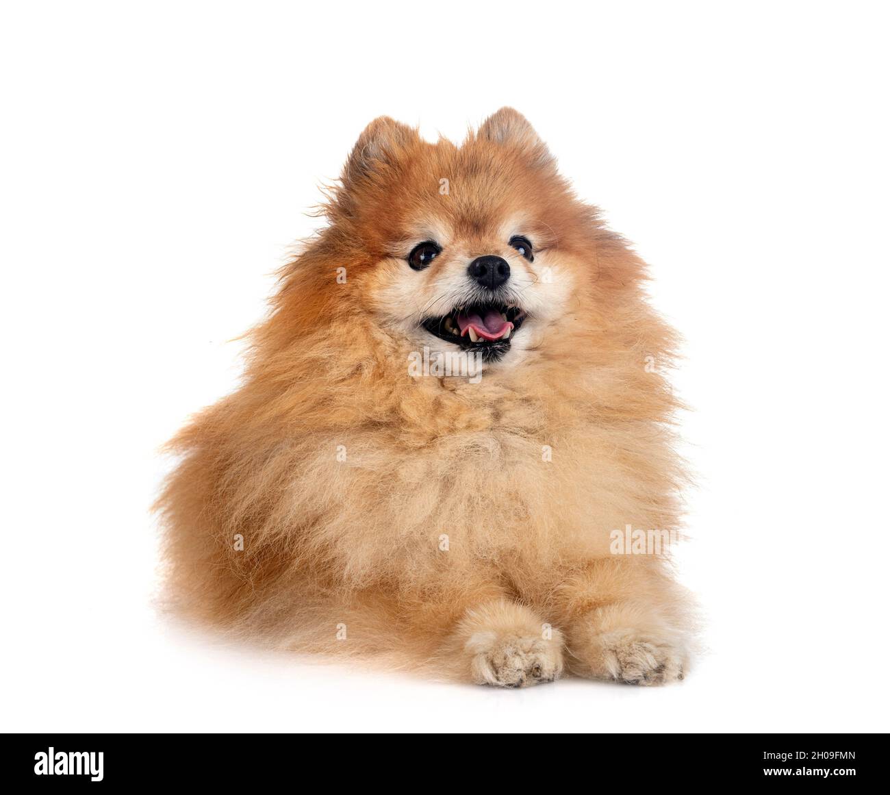 brown pomeranian in front of white background Stock Photo - Alamy