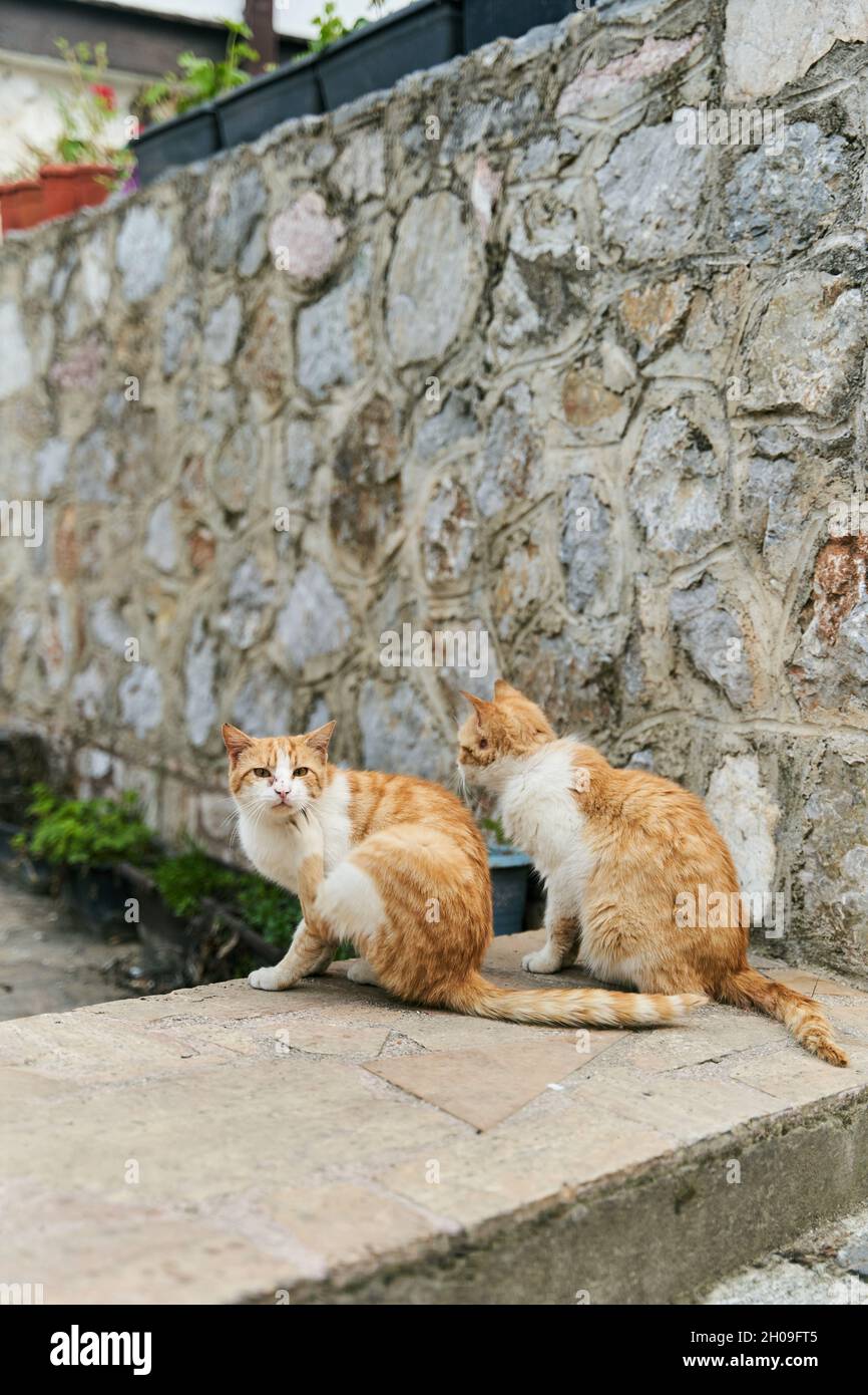 Two identical ginger cats are sitting on the floor Stock Photo - Alamy