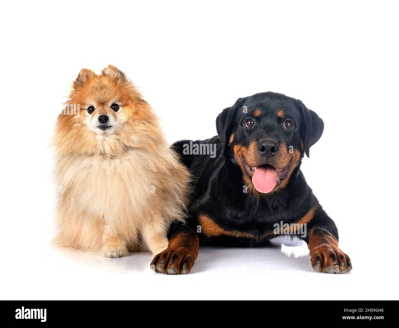 brown pomeranian and rottweiler in front of white background Stock ...