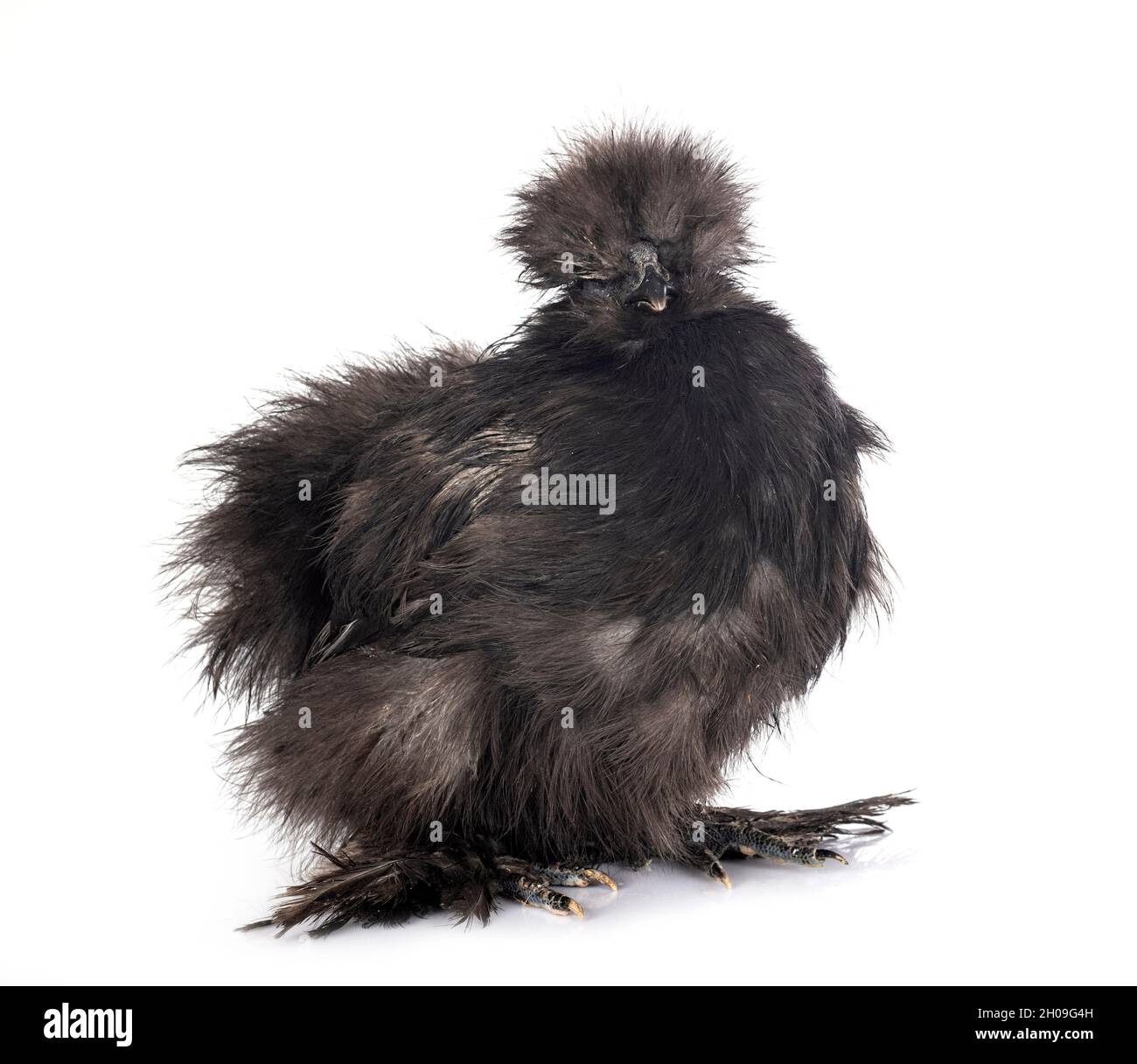 black Silkie in front of white background Stock Photo - Alamy