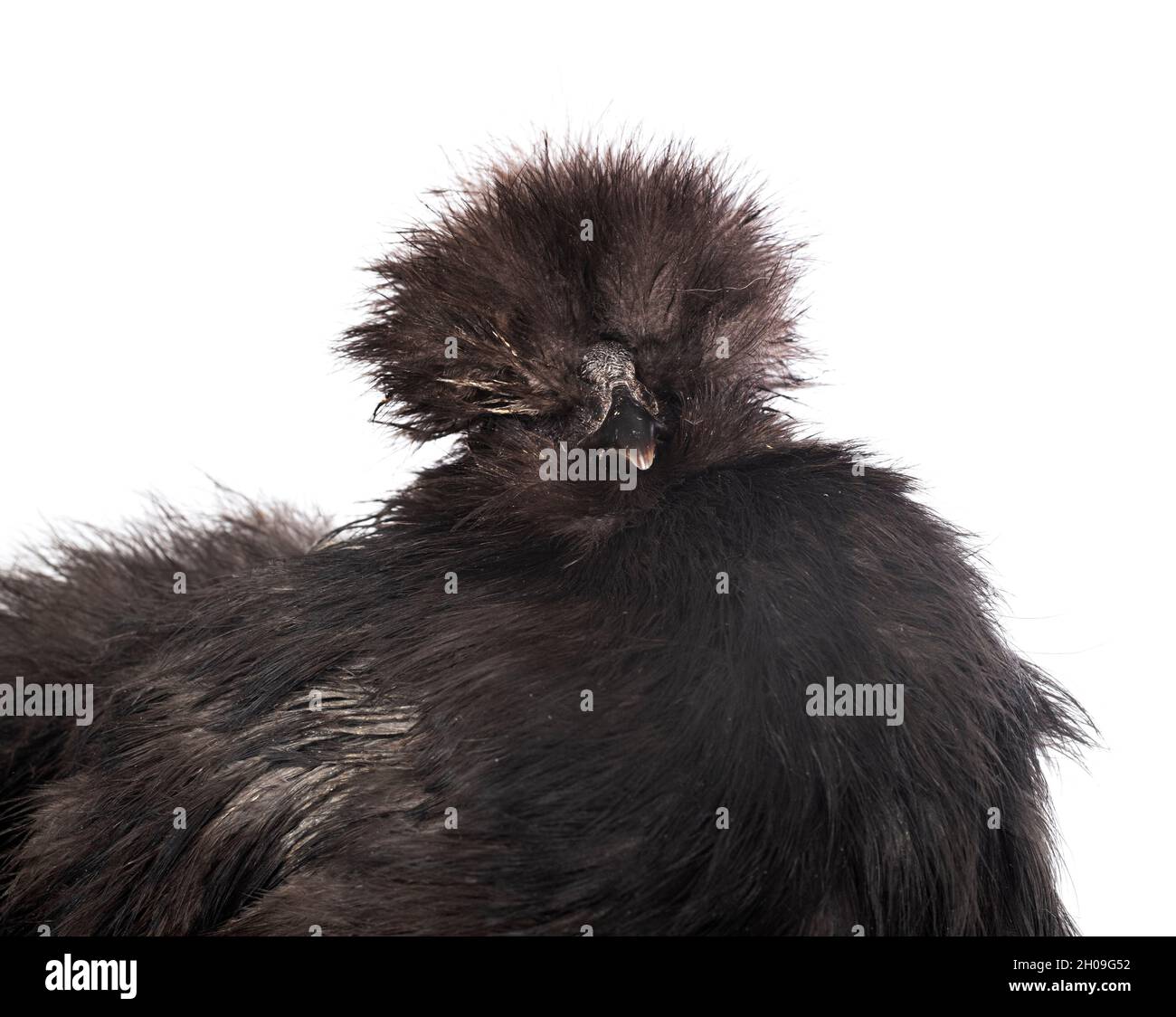 black Silkie in front of white background Stock Photo - Alamy