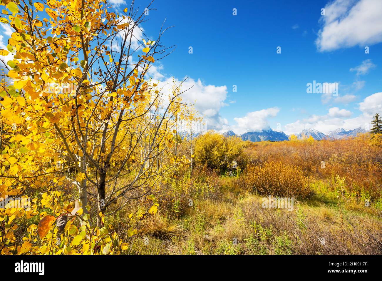 Bright colors of the Fall season in Grand Teton National Park, Wyoming ...