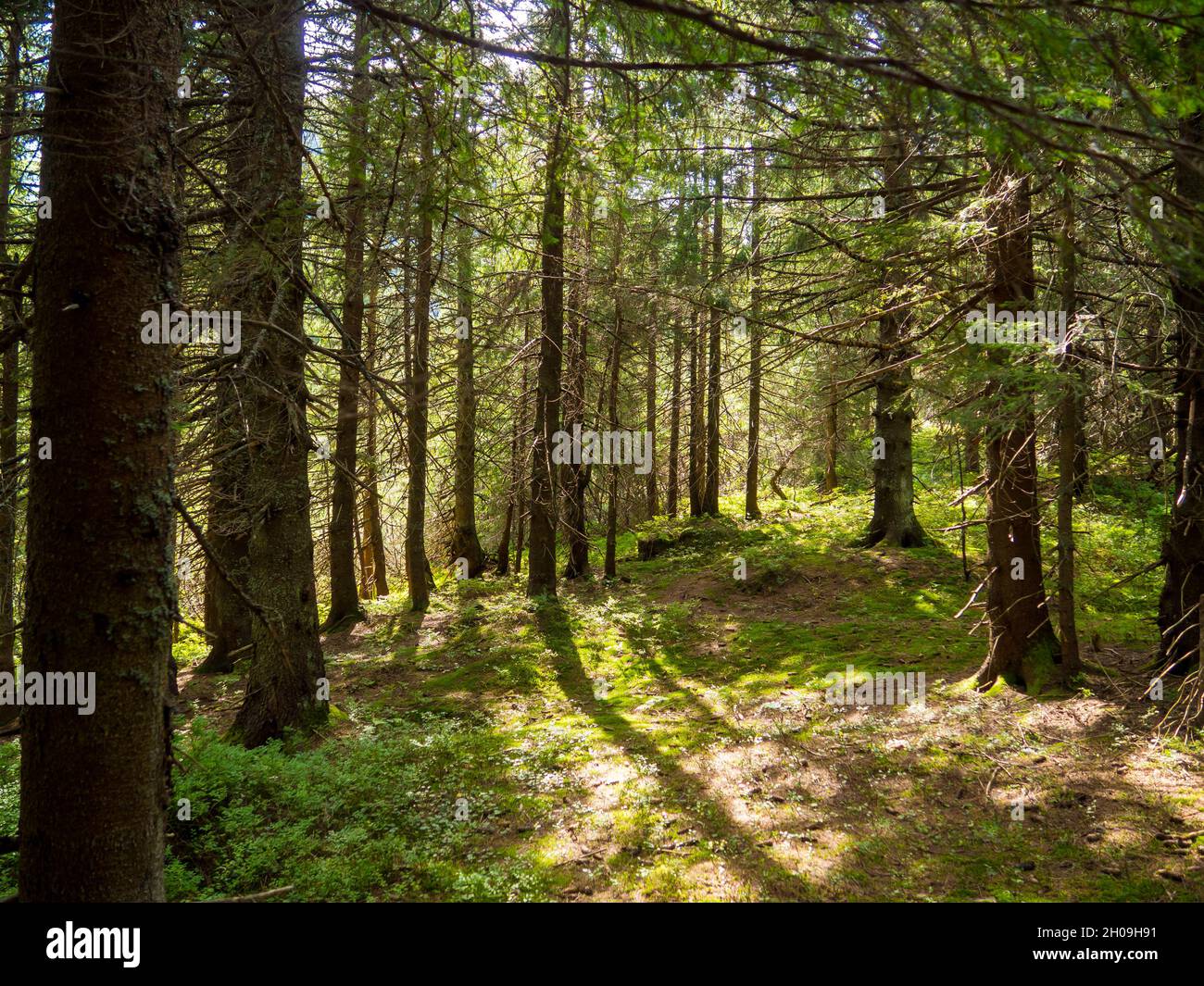 Scenic landscape in the middle of wooden coniferous forrest Stock Photo ...