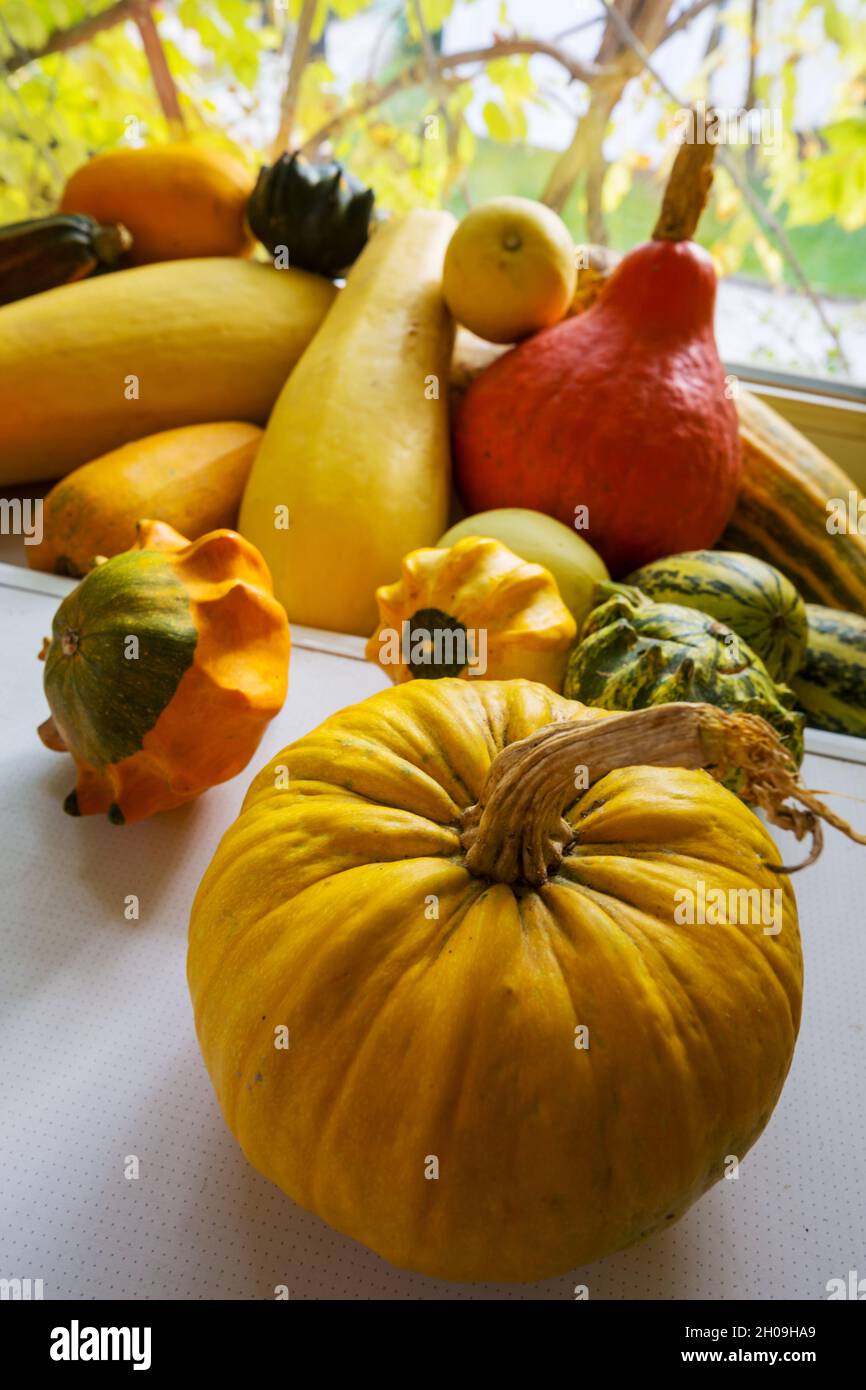 Colorful pumpkins in autumn season Stock Photo - Alamy