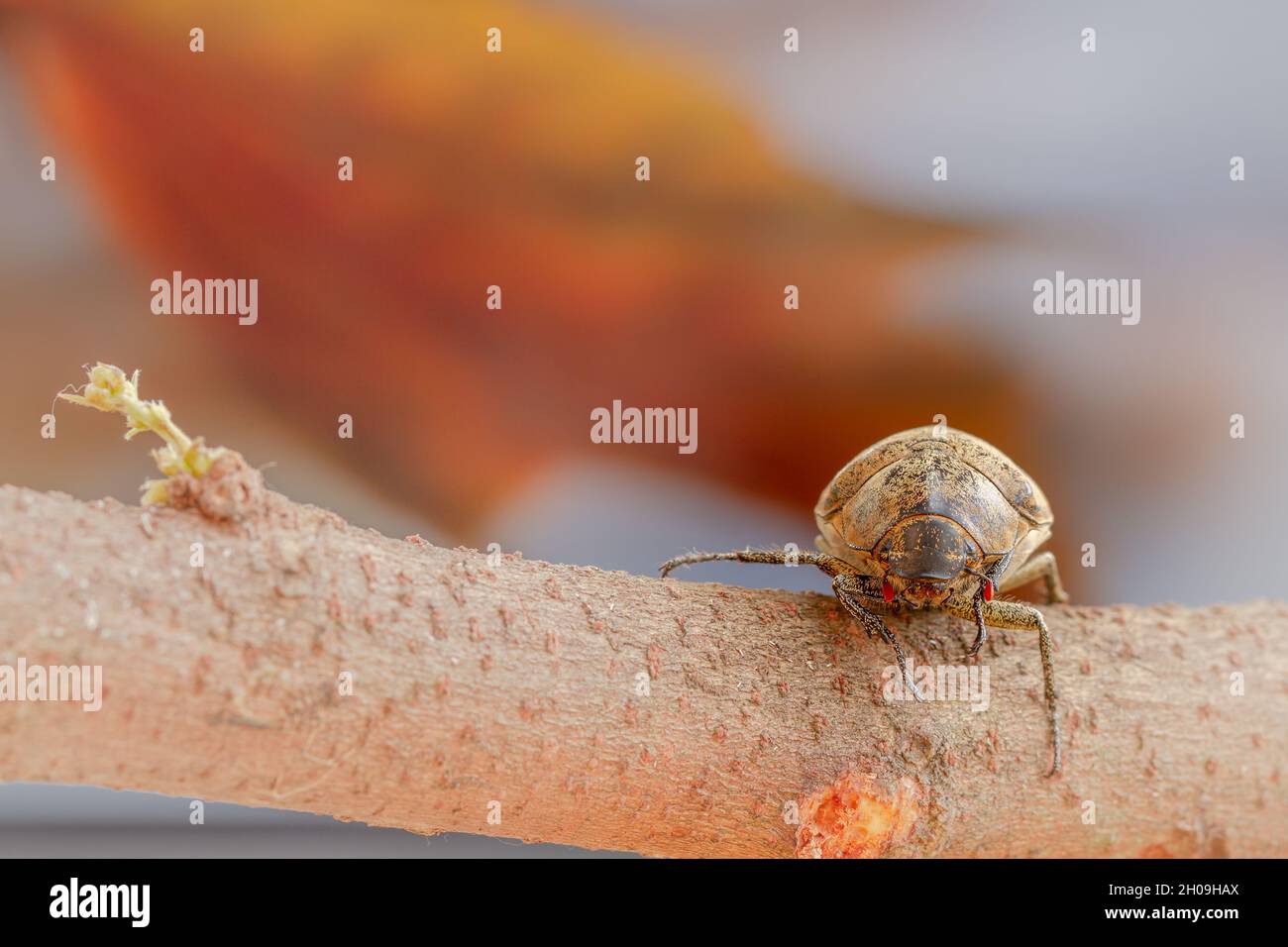 A sugarcane white grub or Phyllopoga Postanceensis crawls on a bilimbi ...