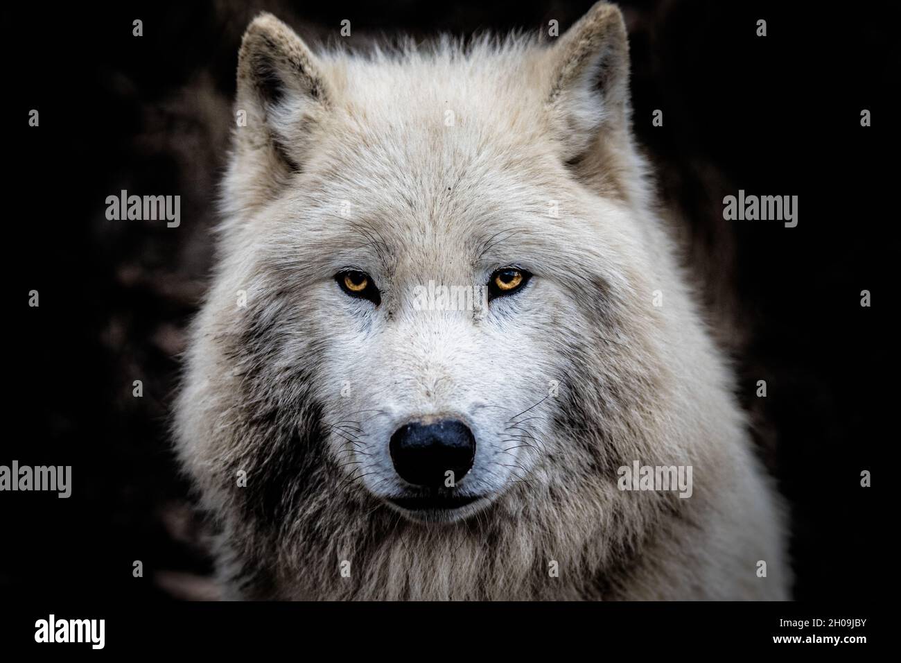 Polar wolf portrait isolated hi-res stock photography and images - Alamy