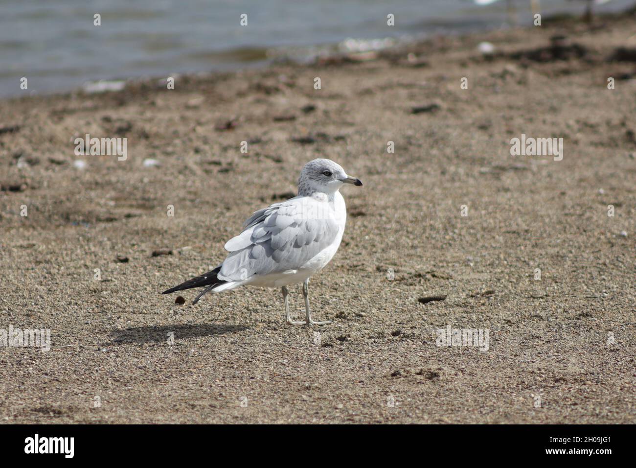 Seasgull pictures hi-res stock photography and images - Alamy