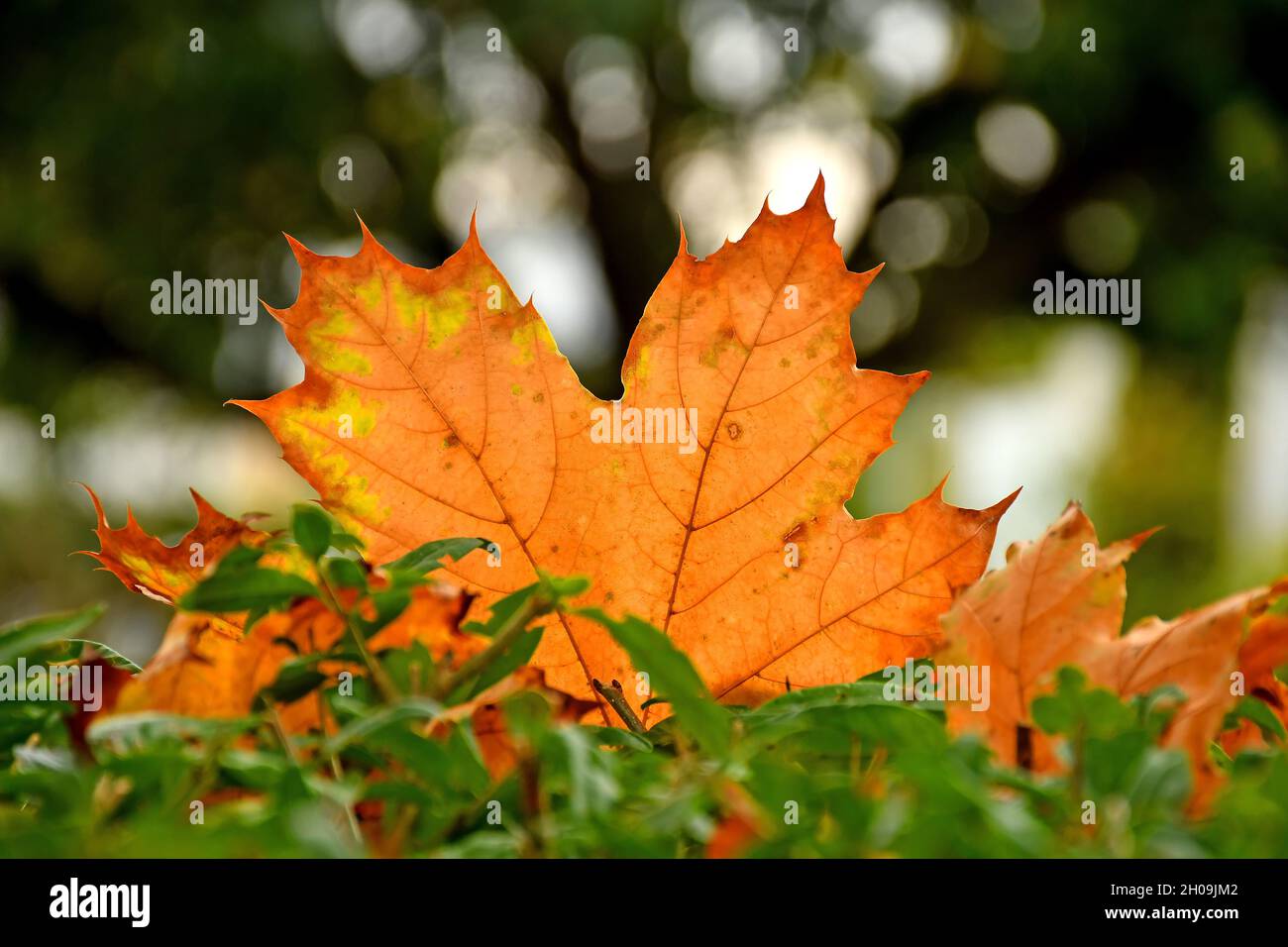 autumnal colored maple leaf in backlit on a green bush Stock Photo - Alamy