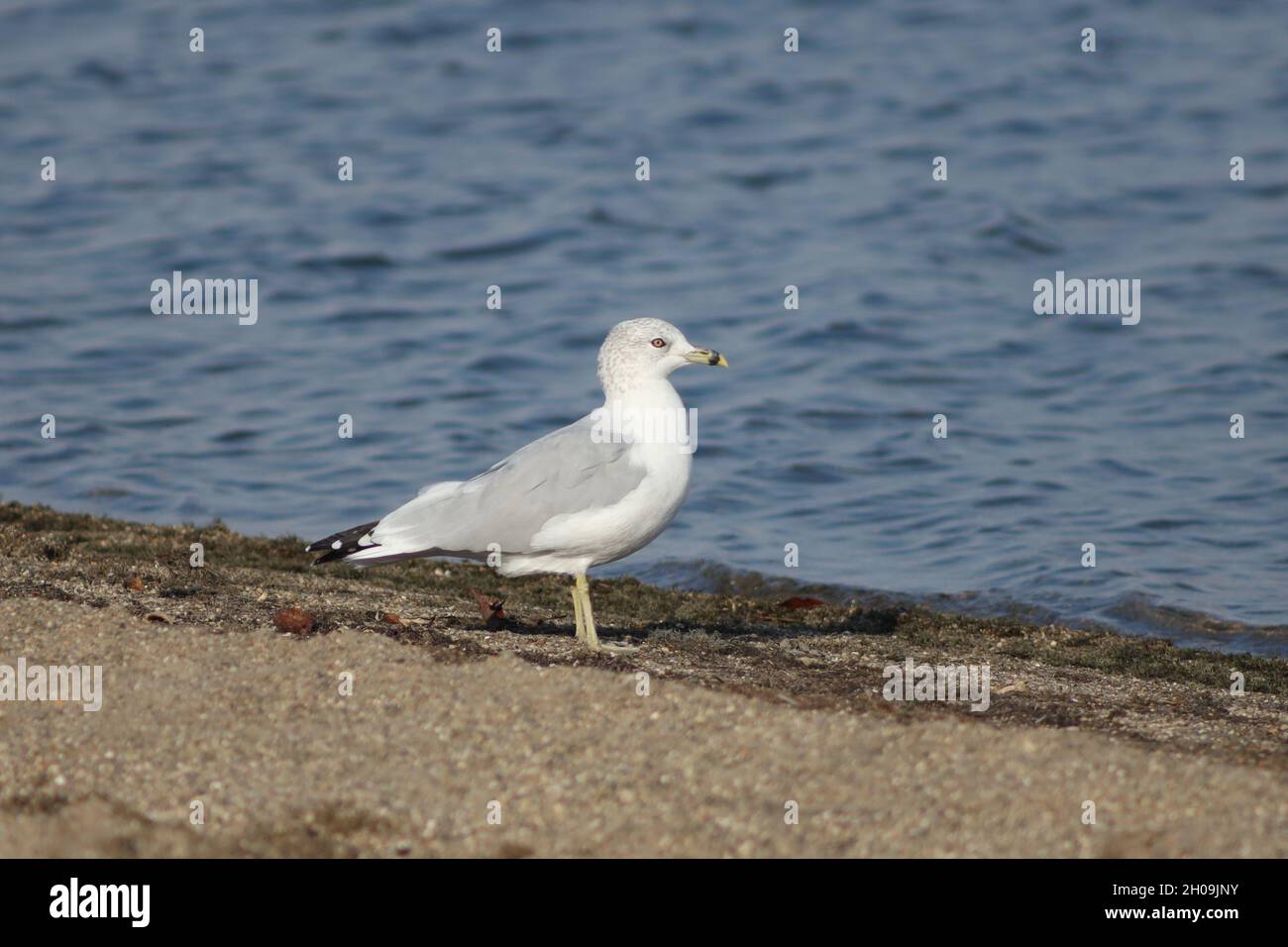 Image of sea gull on the beach. Sea gull enjoying the water Stock Photo ...