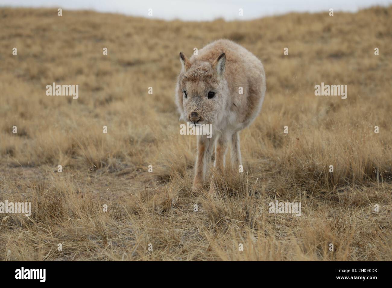 50 hoh hi-res stock photography and images - Alamy