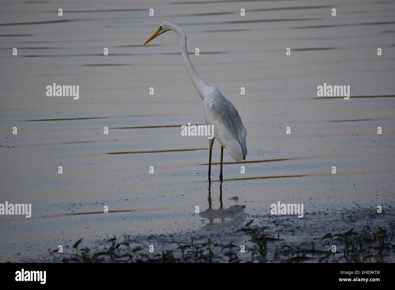 Beautiful bird on water Stock Photo - Alamy