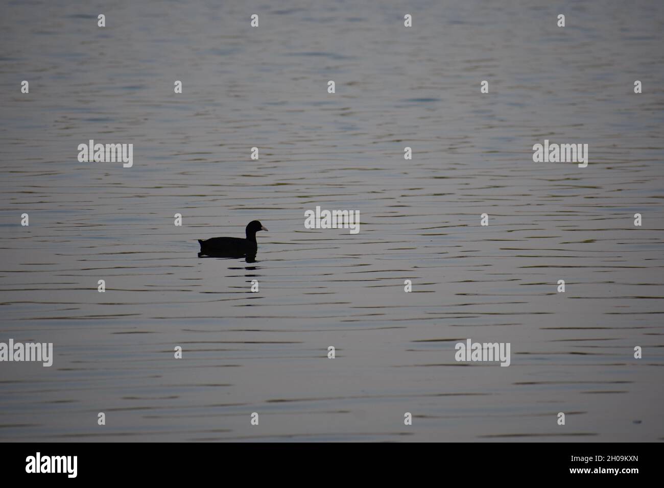 Bird sailing on a lake Stock Photo - Alamy