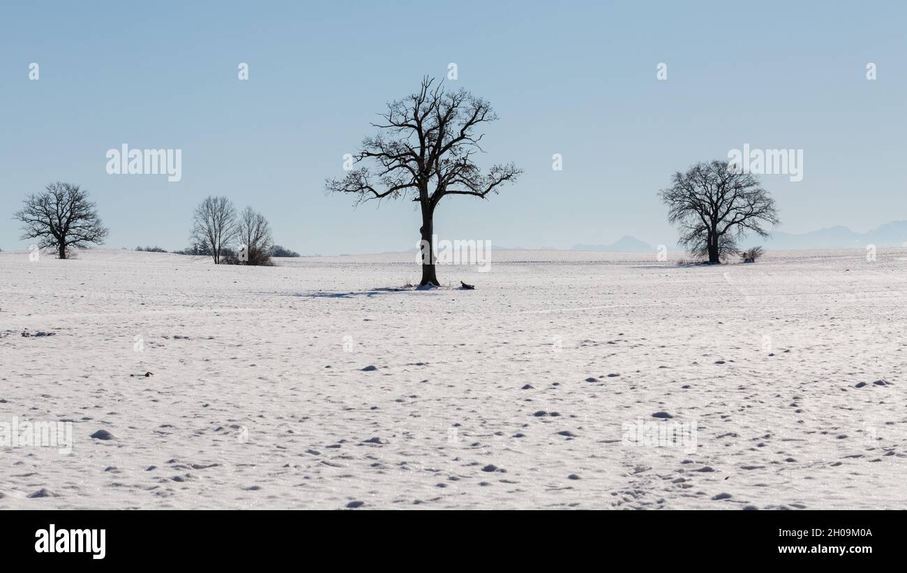 Barren winter landscape with trees and blue sky. Close to Andechs ...