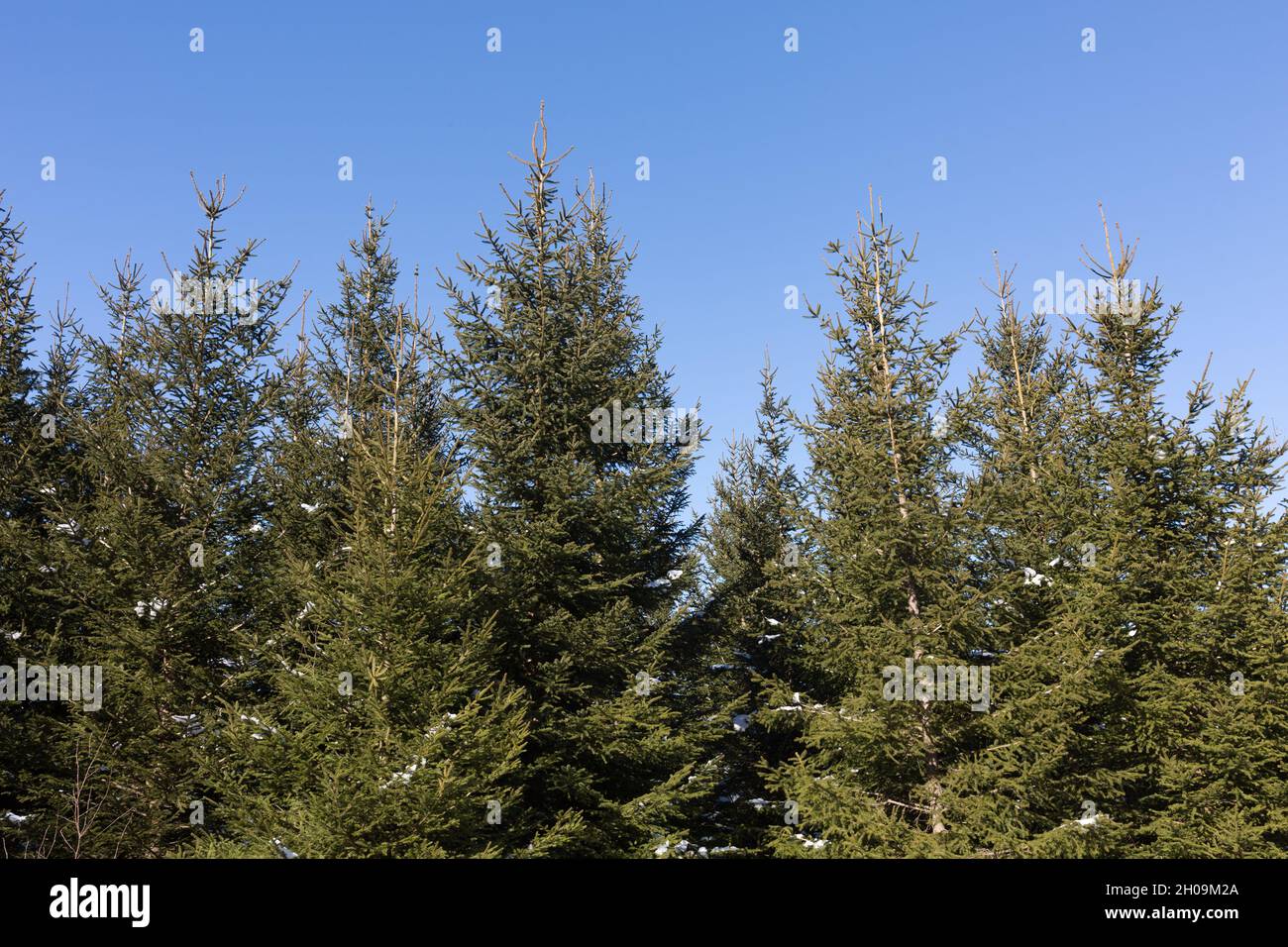 View on the upper part of a group of conifer trees. At an upper ...