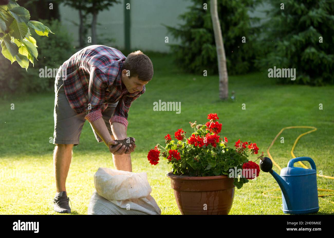 Handsome man putting soil into flower pot with geraniums in garden ...