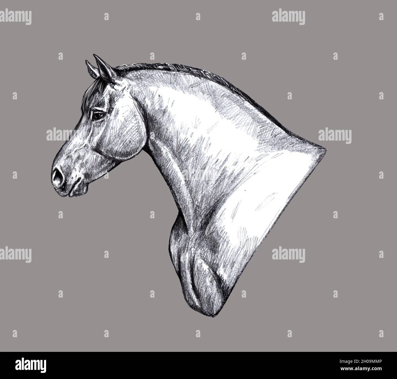 Drawing of a draft horse. Pencil portrait of a horse. Equine drawing ...