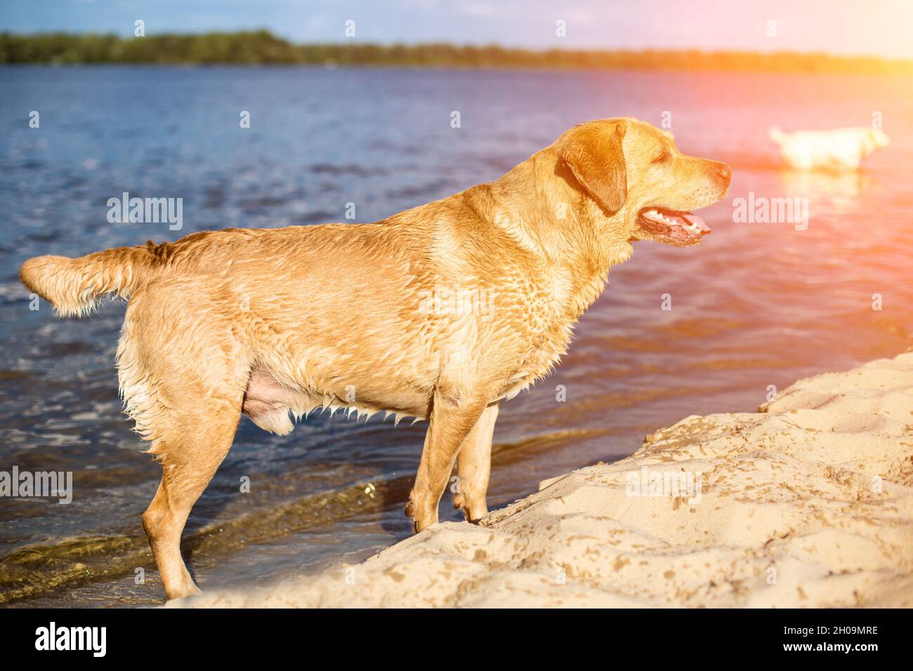 Labrador retriever dog on beach. Sun flare Stock Photo - Alamy