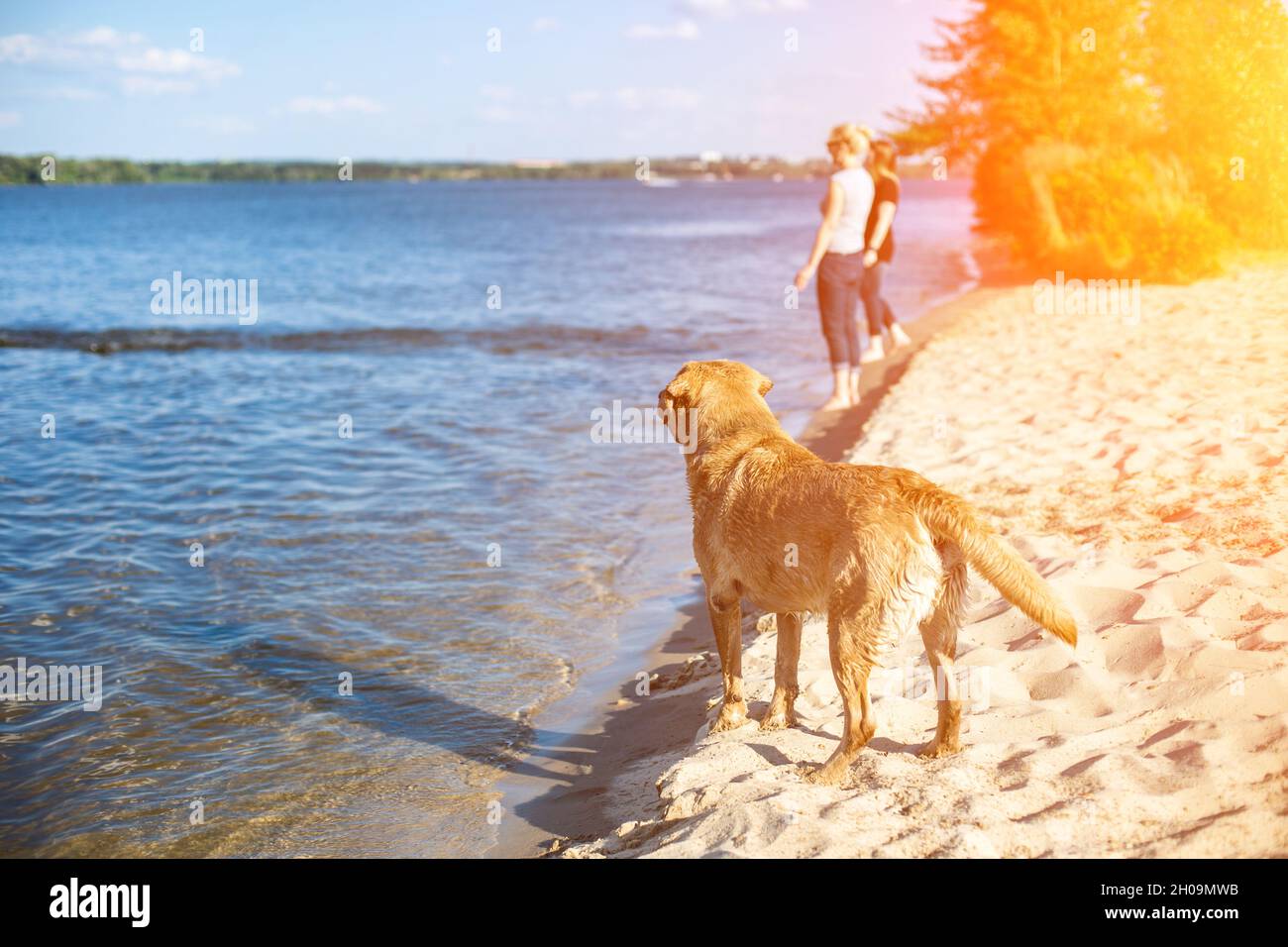 Labrador retriever dog on beach. Sun flare Stock Photo - Alamy