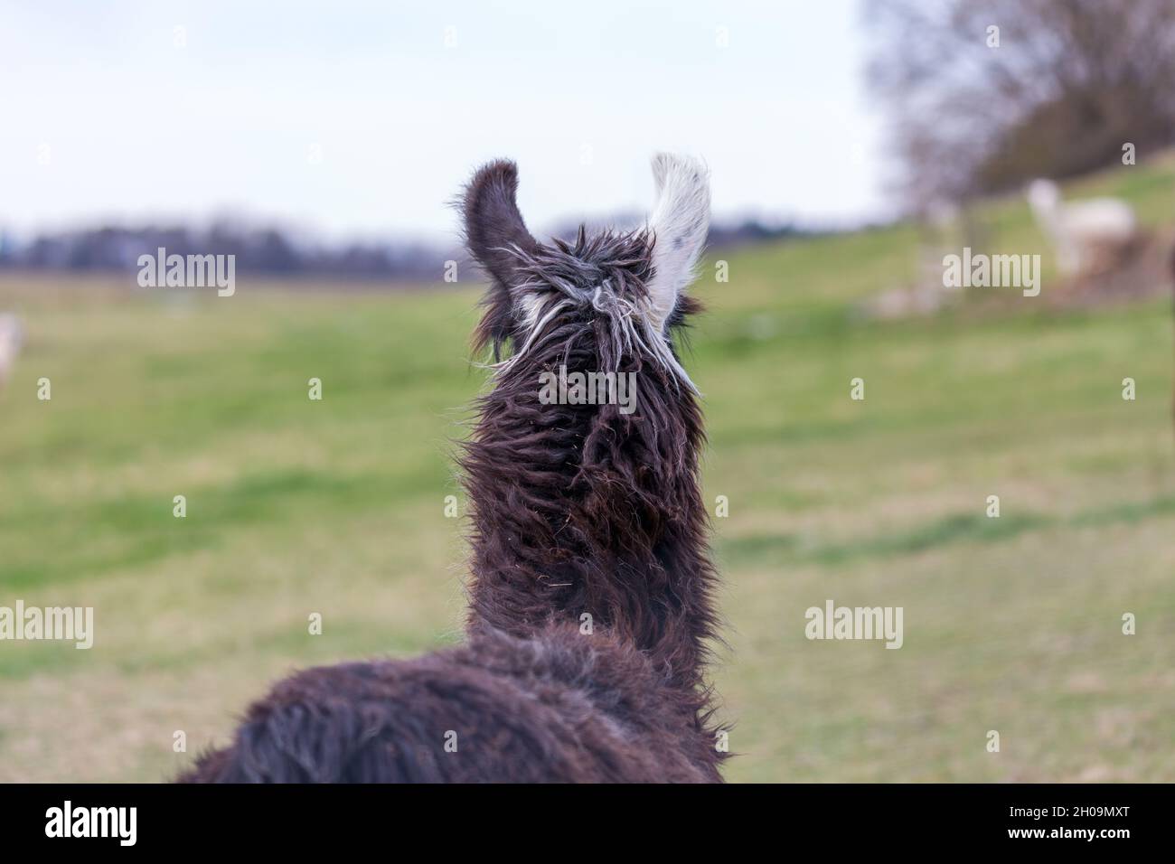 Backside view of the head and neck of an alpaca, which is looking into ...