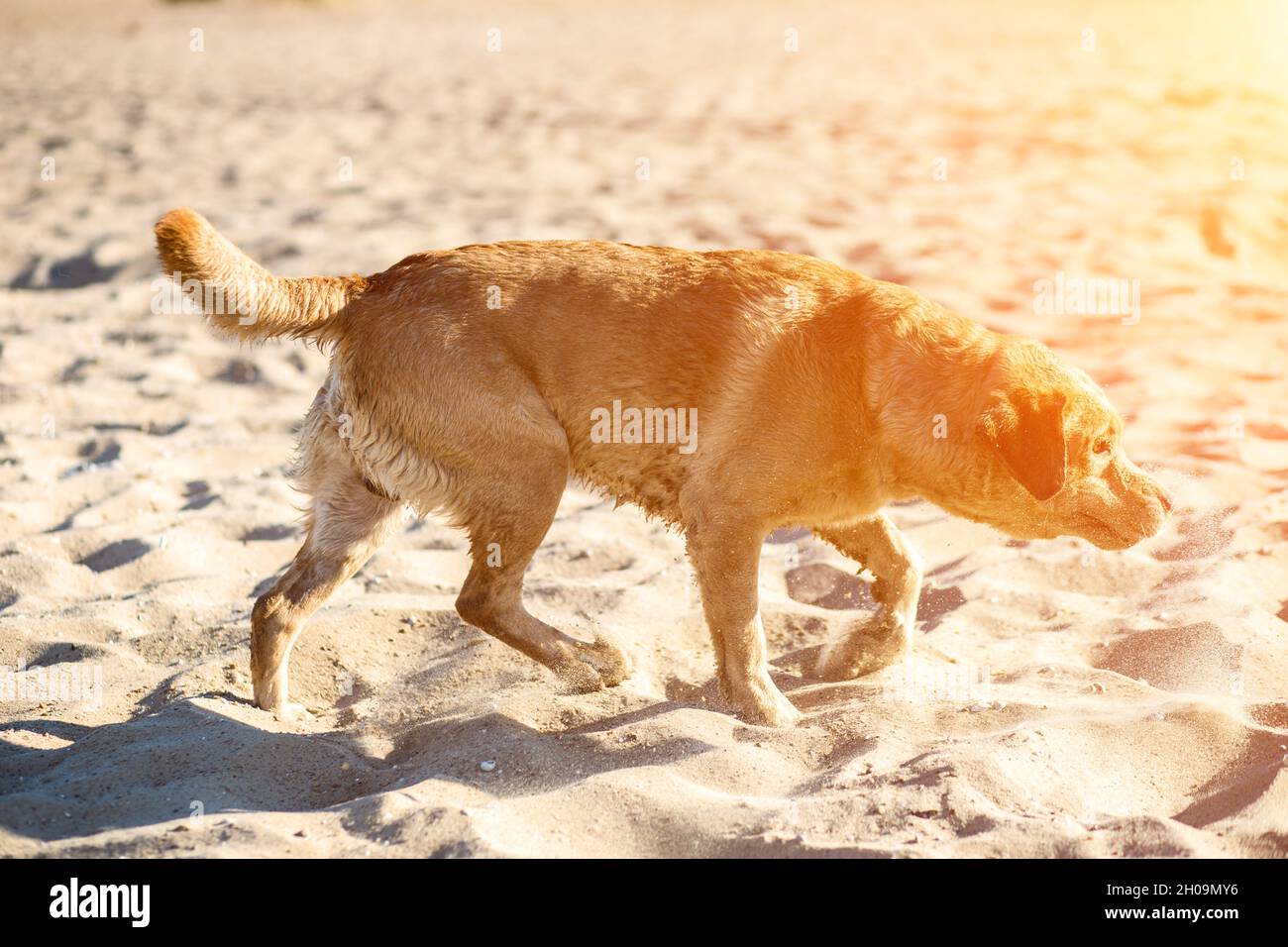 Labrador retriever dog on beach. Sun flare Stock Photo - Alamy