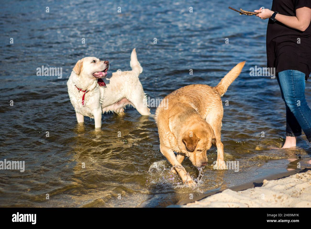 Two labradors on the beach Stock Photo - Alamy