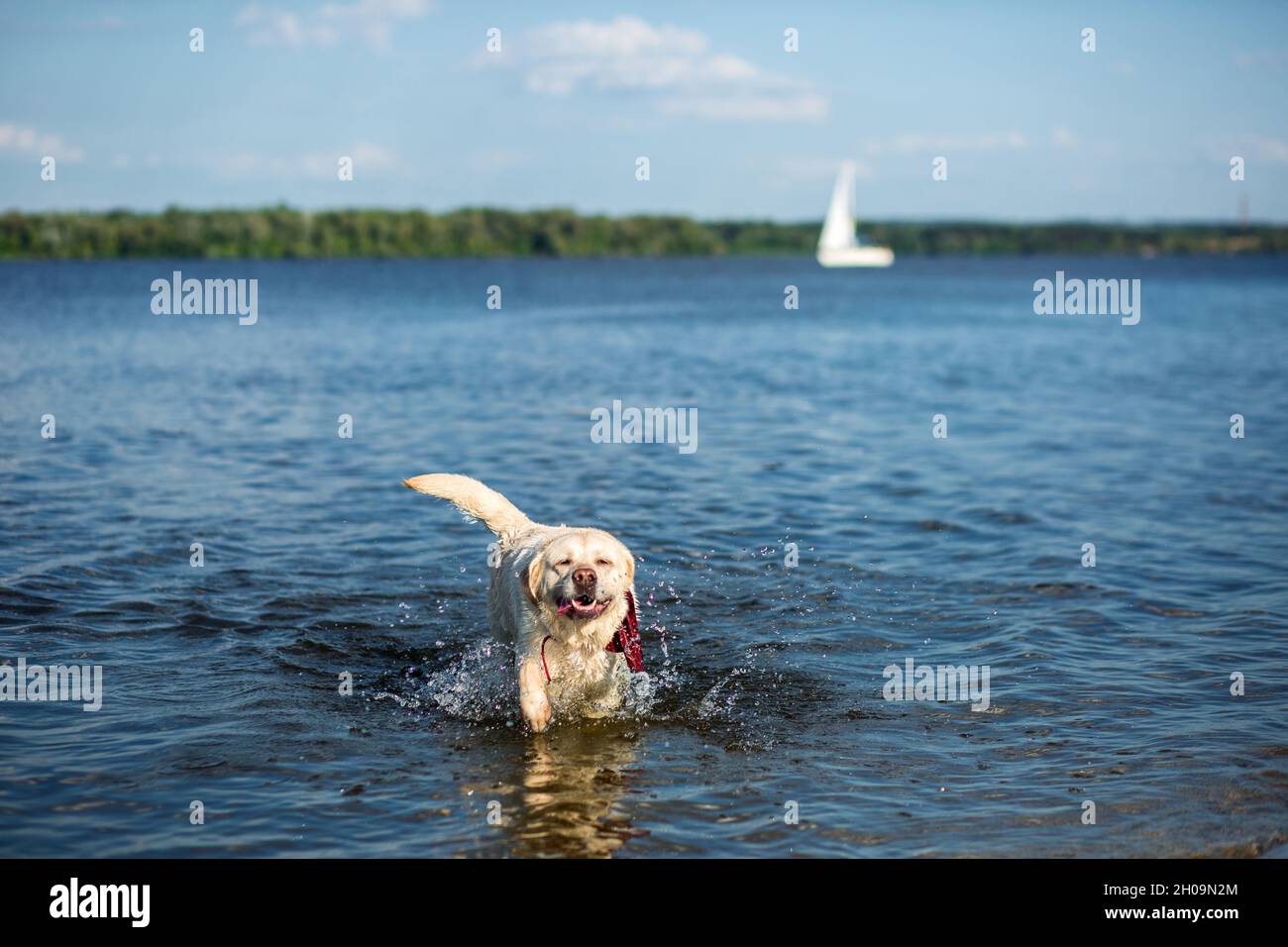 Labrador Retriever dog running through water creating huge splash and ...