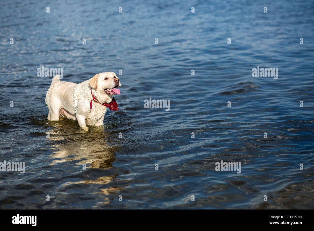 Labrador Retriever dog running through water creating huge splash and ...