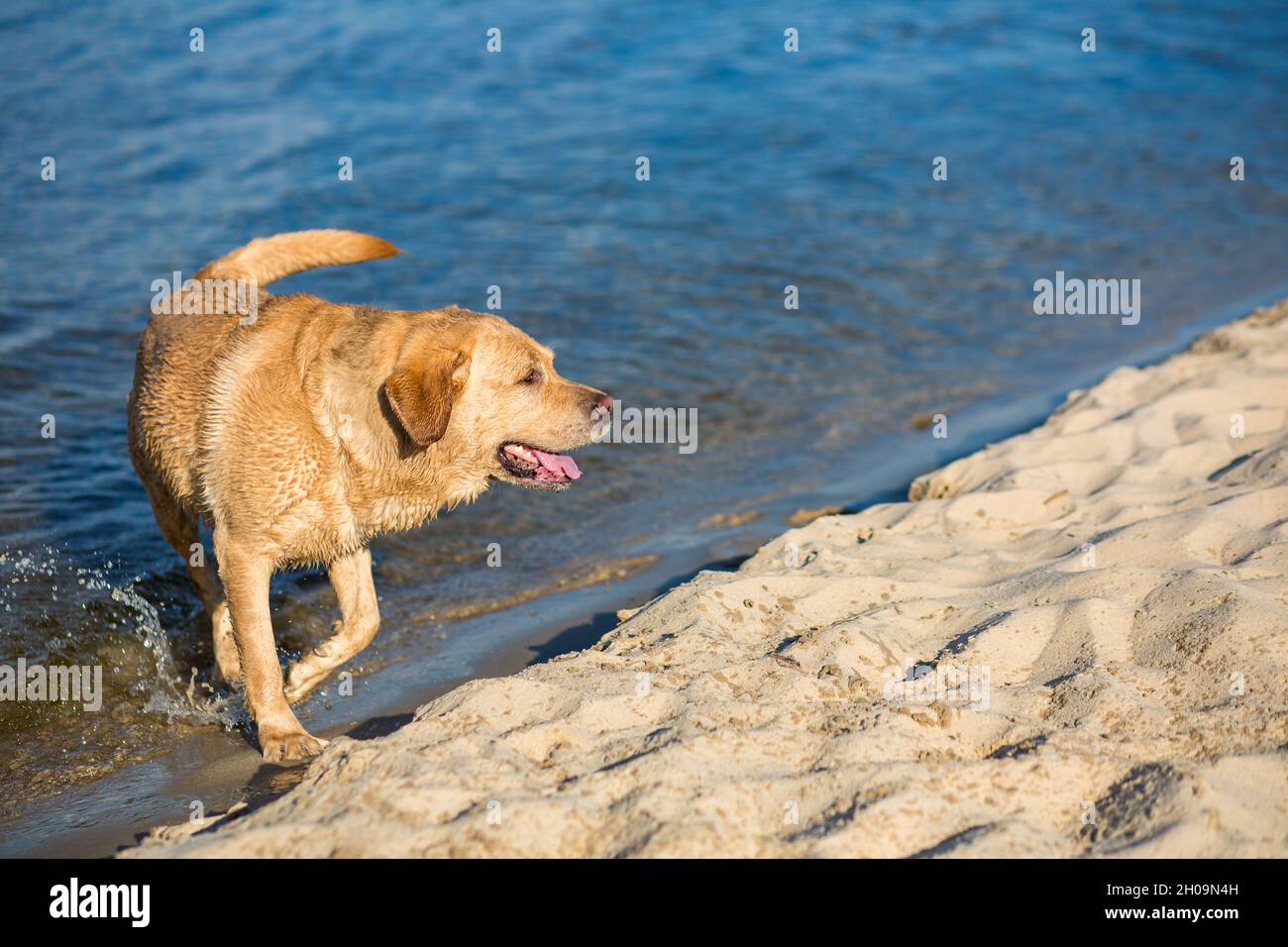 Labrador retriever dog on beach Stock Photo - Alamy
