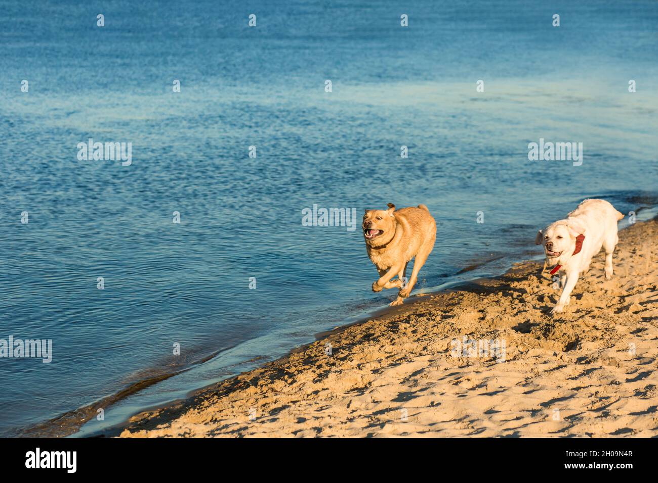 Golden Labrador retrievers having fun running along beach Stock Photo ...