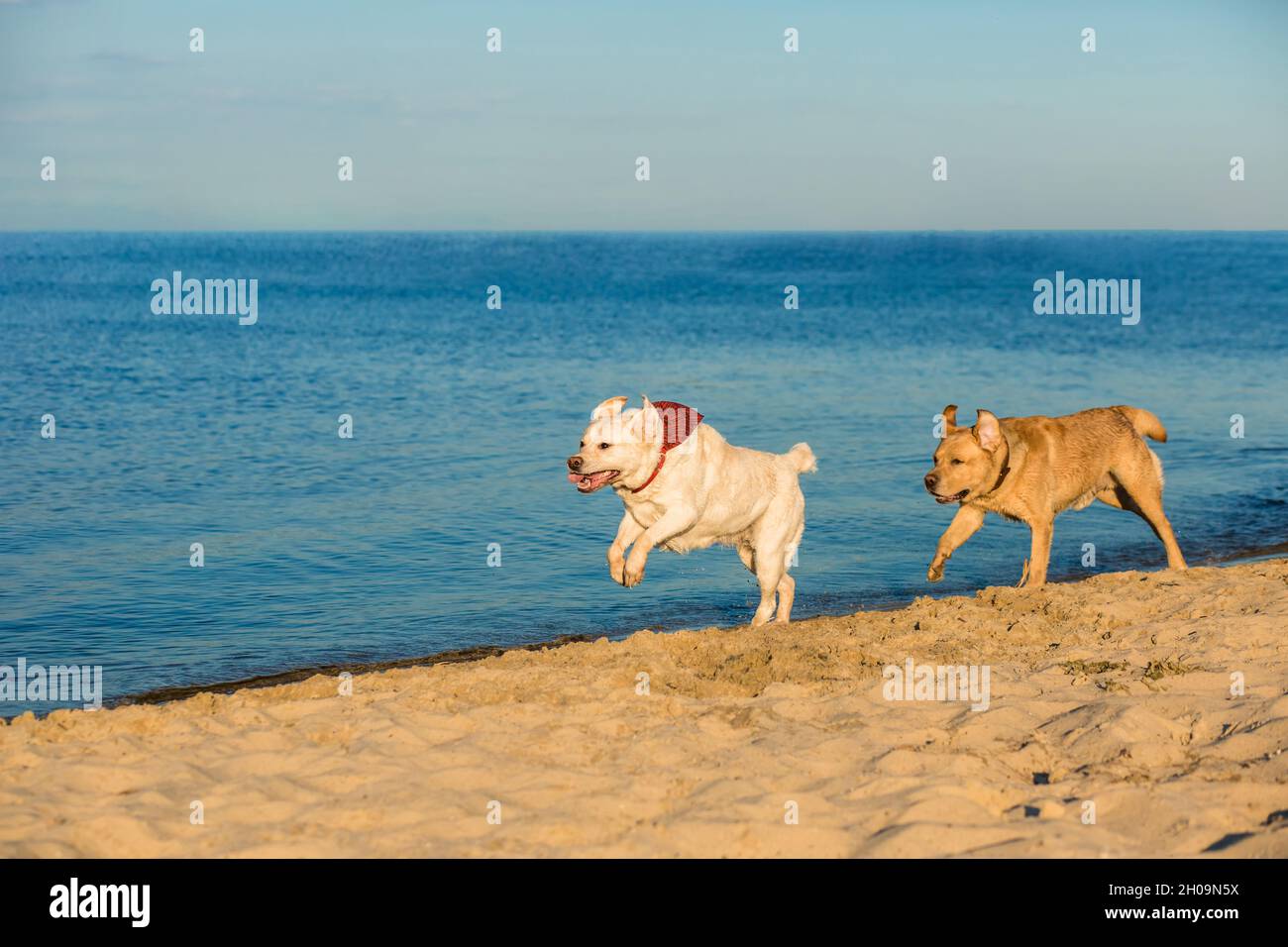 Golden Labrador retrievers having fun running along beach Stock Photo ...
