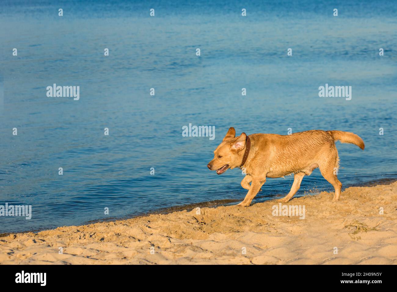 Golden retriever on beach sunset hi-res stock photography and images ...
