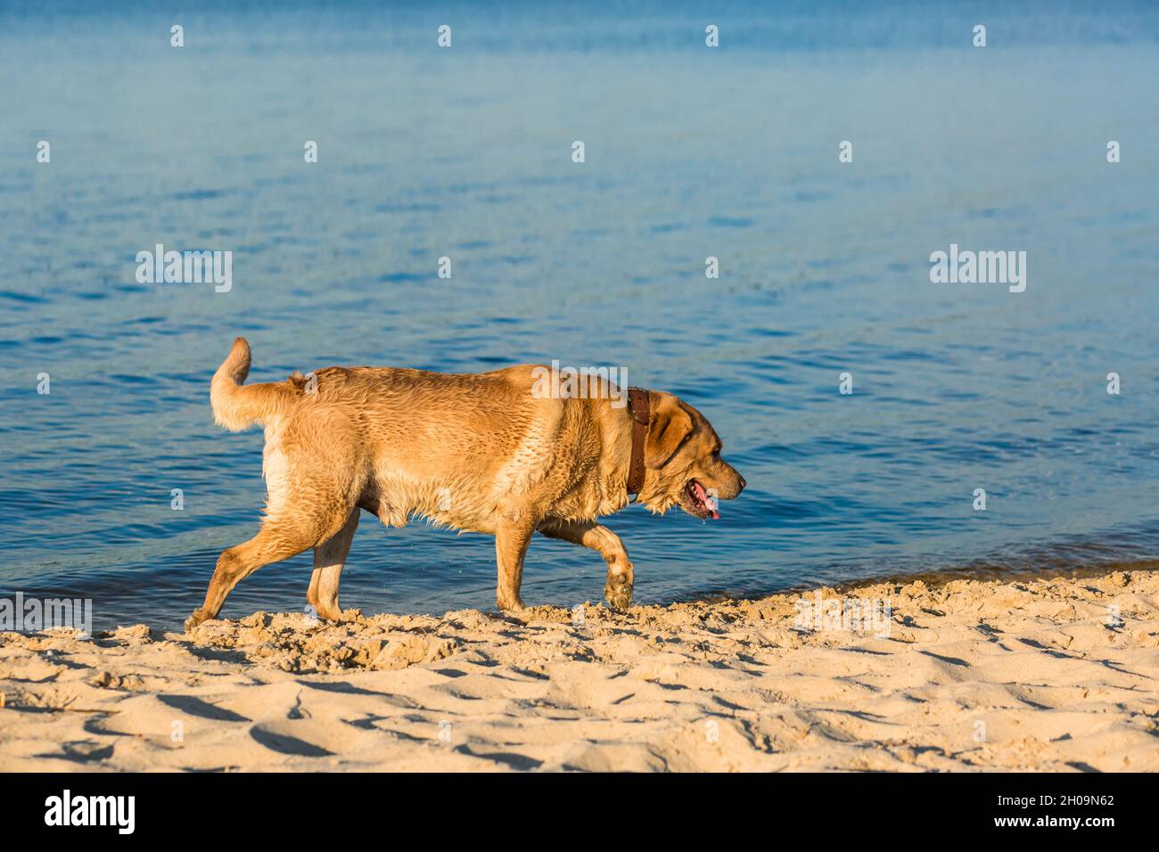 Labrador retriever on the beach Stock Photo - Alamy