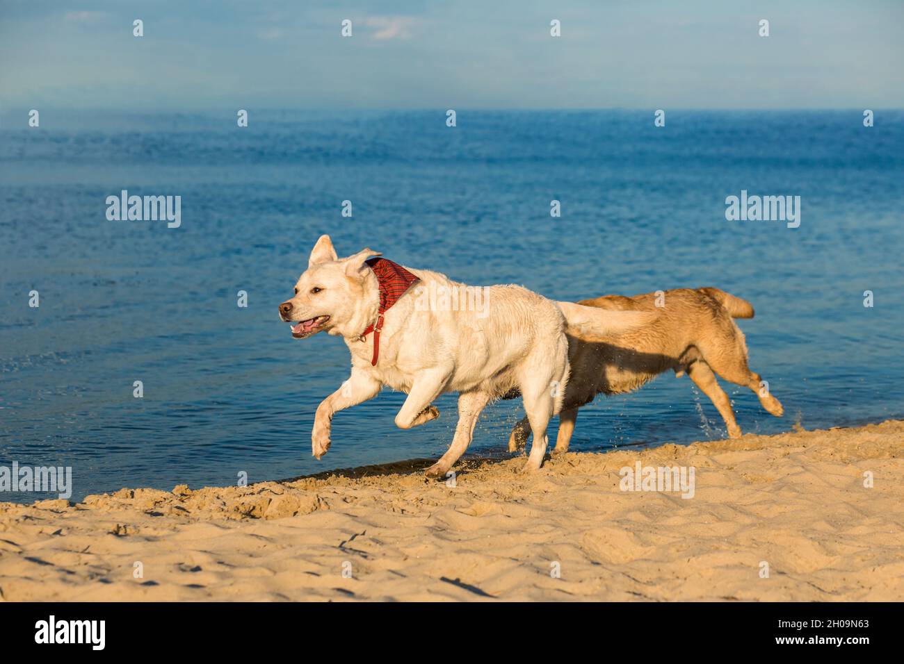 Golden Labrador retrievers having fun running along beach Stock Photo ...