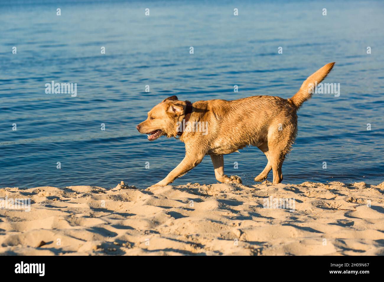 Labrador retriever on the beach Stock Photo - Alamy