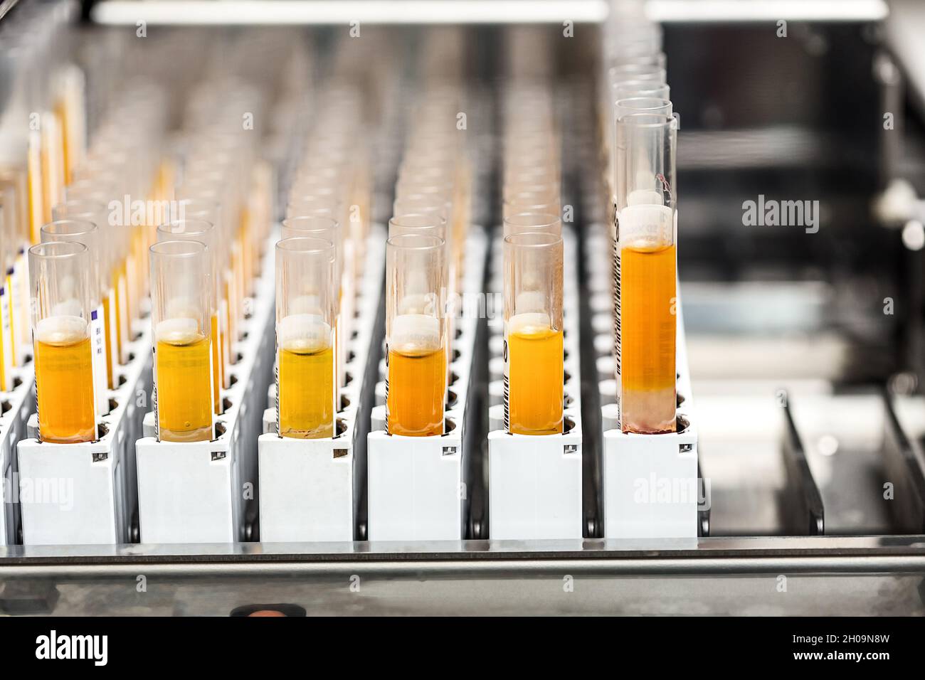 Test-tubes with yellow liquid in the laboratory Stock Photo - Alamy
