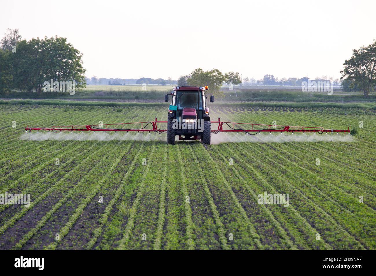 Tractor spraying crop with pesticides in field in spring Stock Photo ...