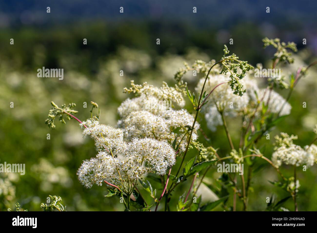 Filipendula vulgaris flower in field, close up Stock Photo - Alamy