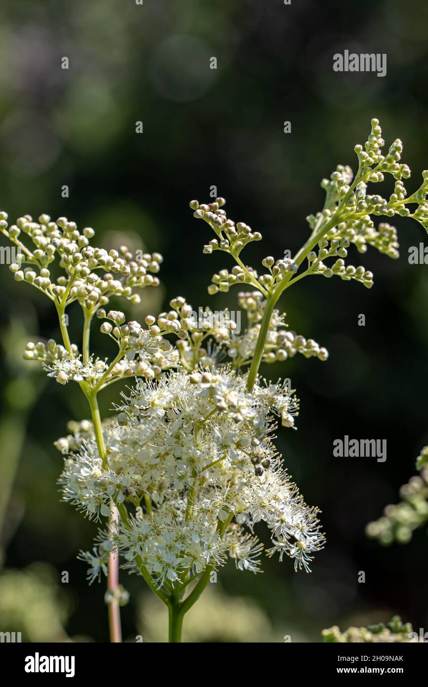 Filipendula vulgaris hi-res stock photography and images - Alamy