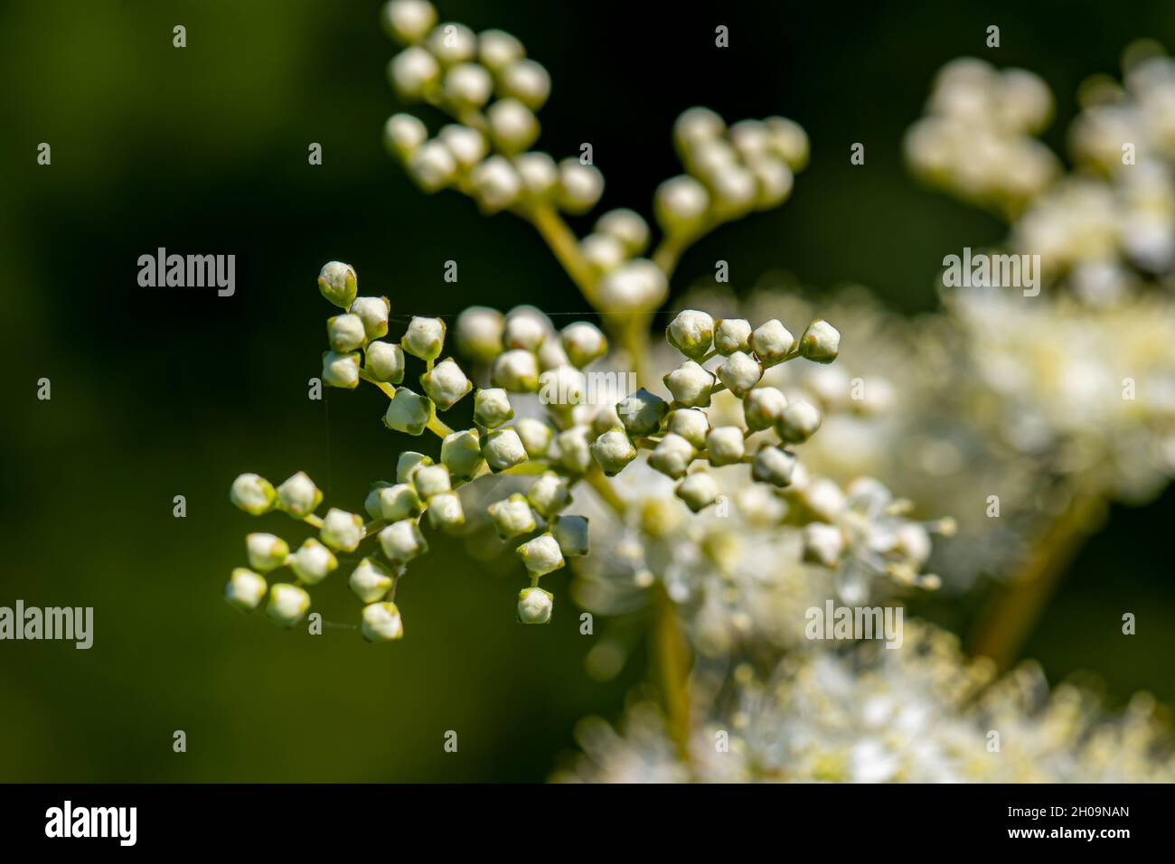 Filipendula vulgaris flower growing in field Stock Photo - Alamy