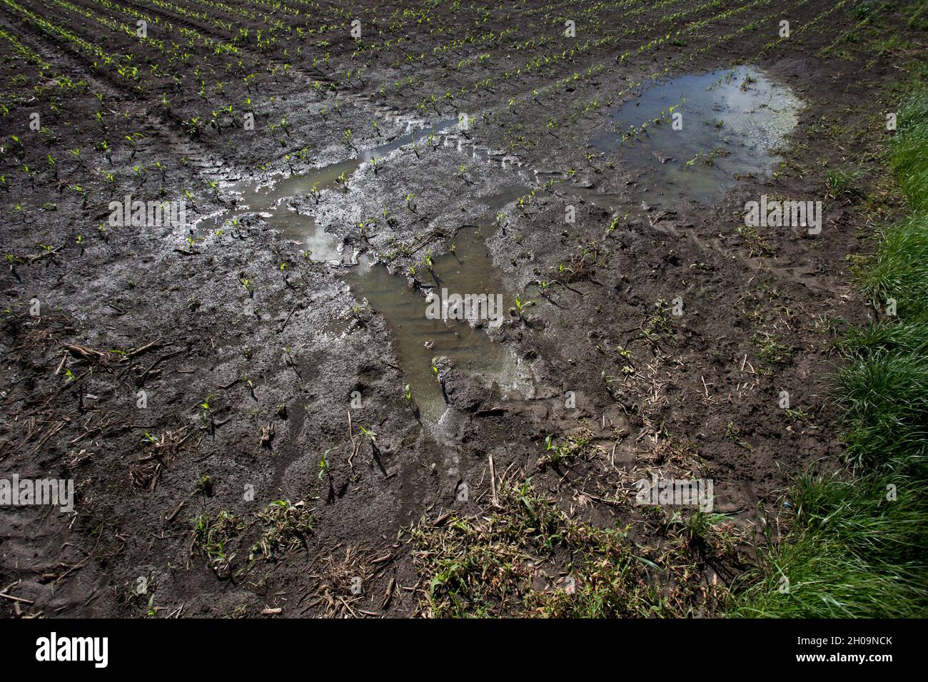 Aerial image of flooded land with crops after heavy rain, shoot from ...