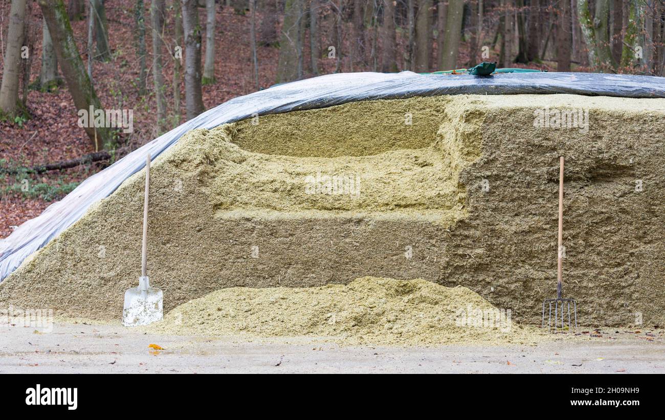 Silage pile - animal food mainly used for cows. With a shovel and a ...