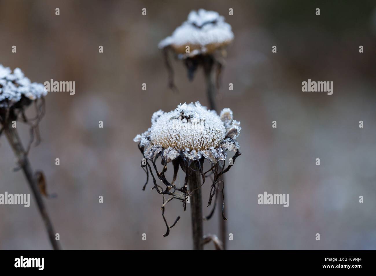 Cold flower hi-res stock photography and images - Alamy
