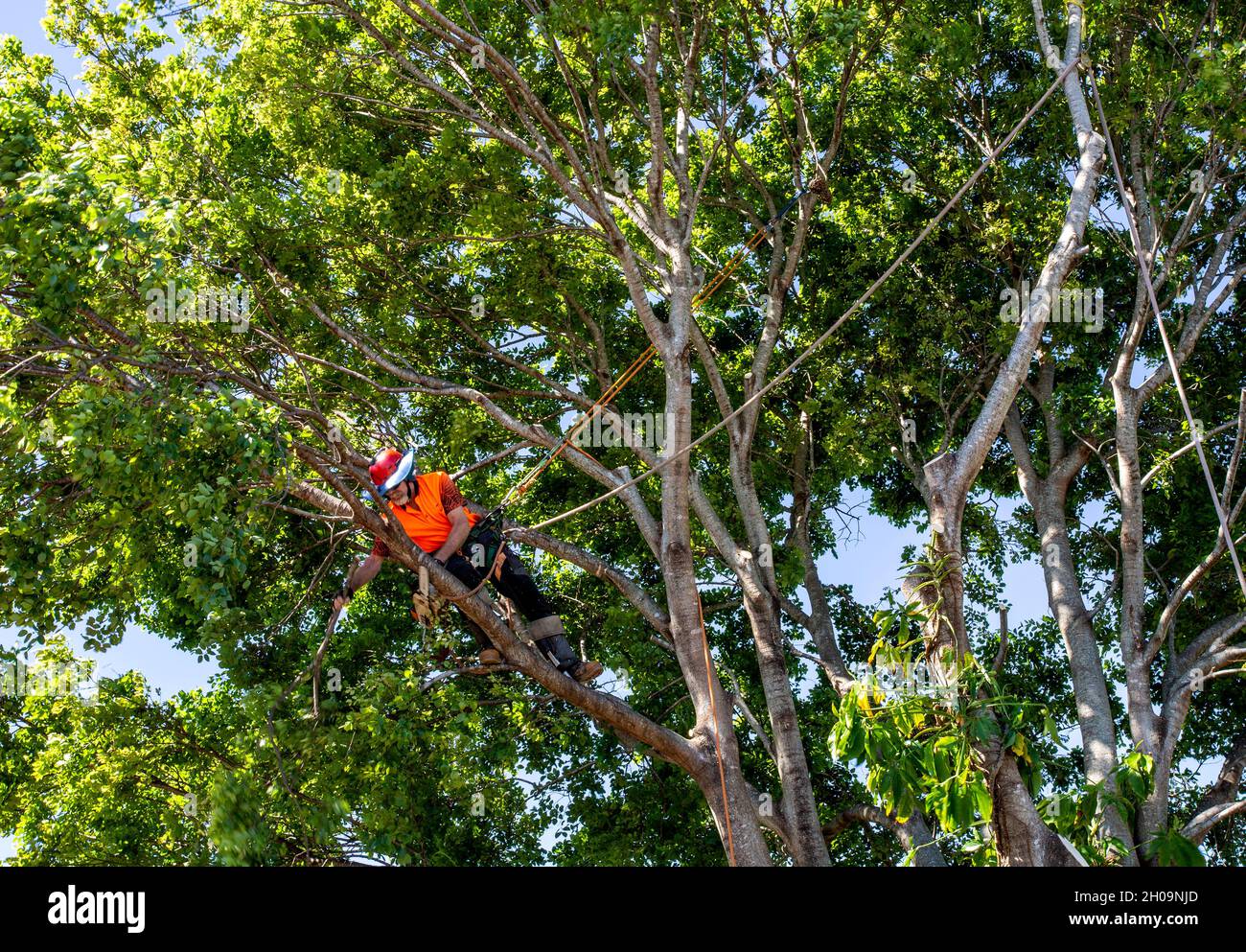 Man wearing all personal protective equipment (PPE) cutting down a big ...