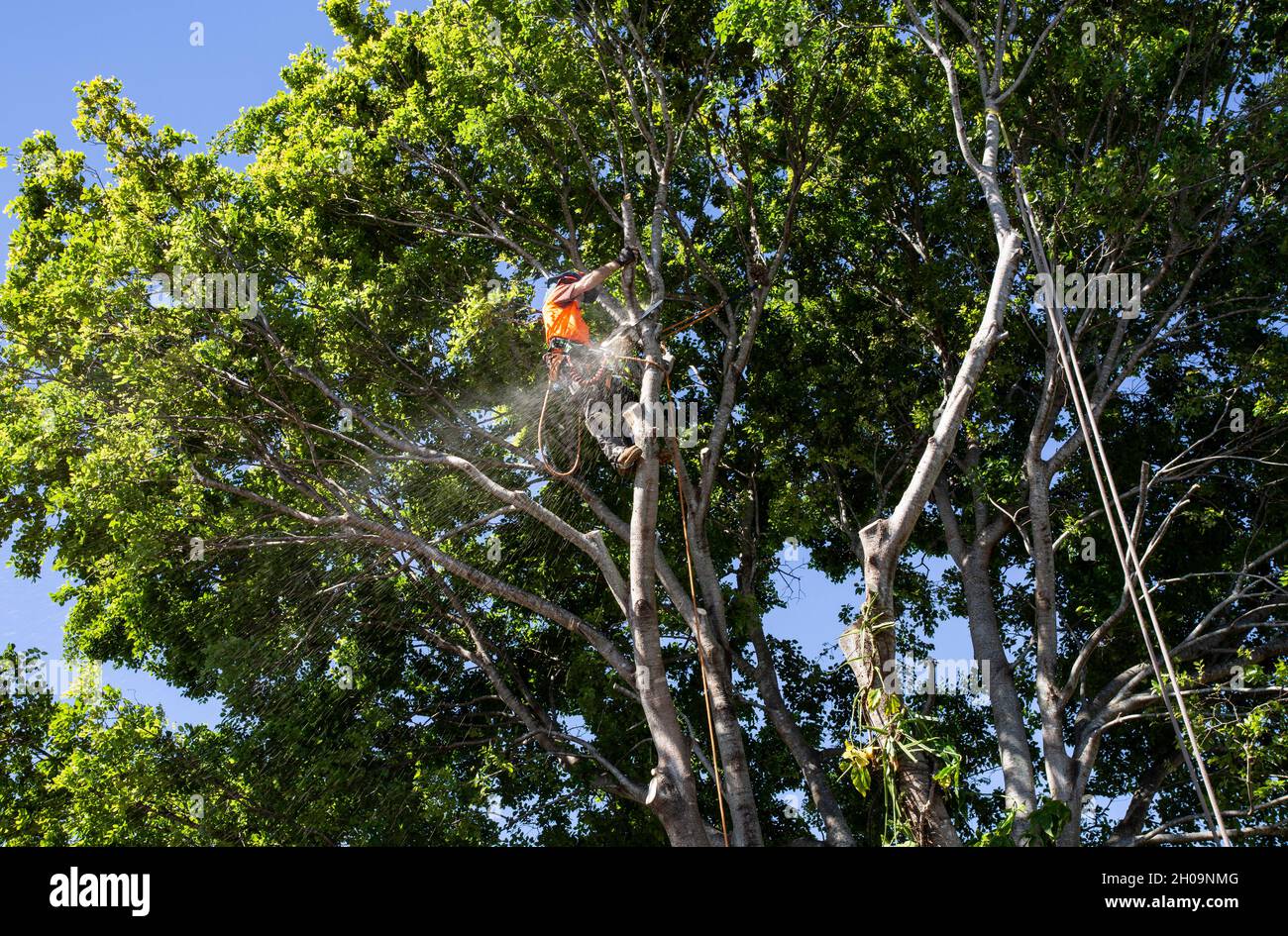 Man wearing all personal protective equipment (PPE) cutting down a big ...